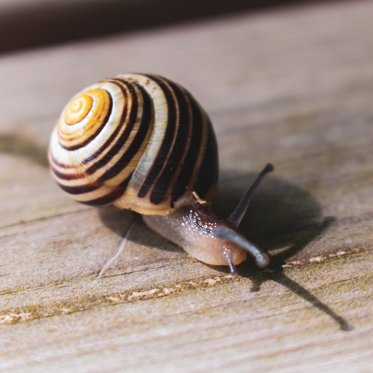 Slow but steady: Snails win the race – Encyclopaedia Vanitatum